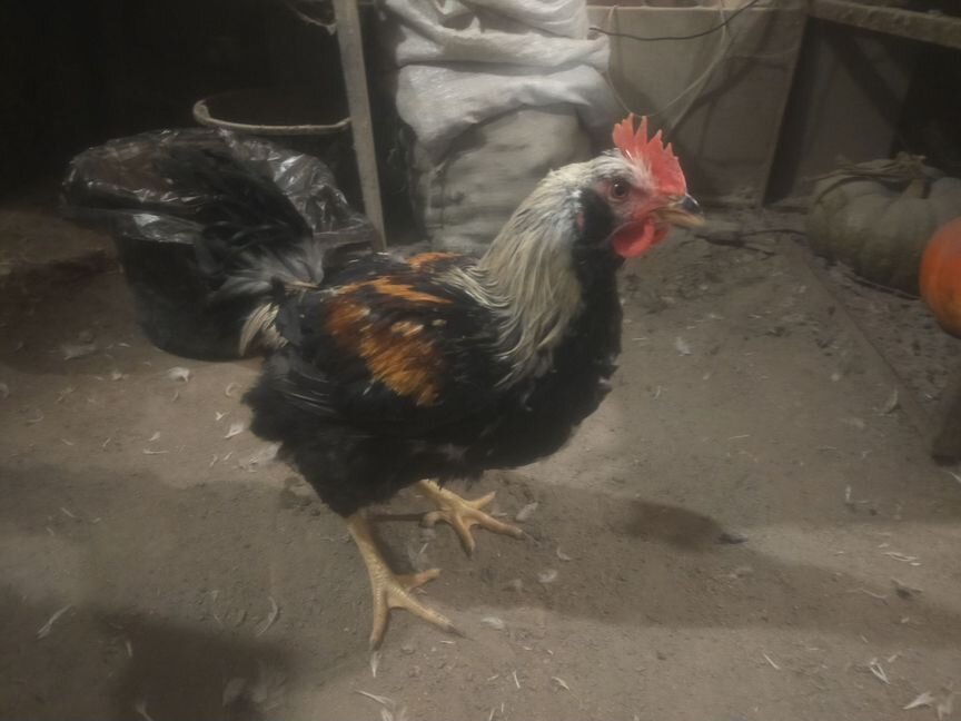 Молодые петухи