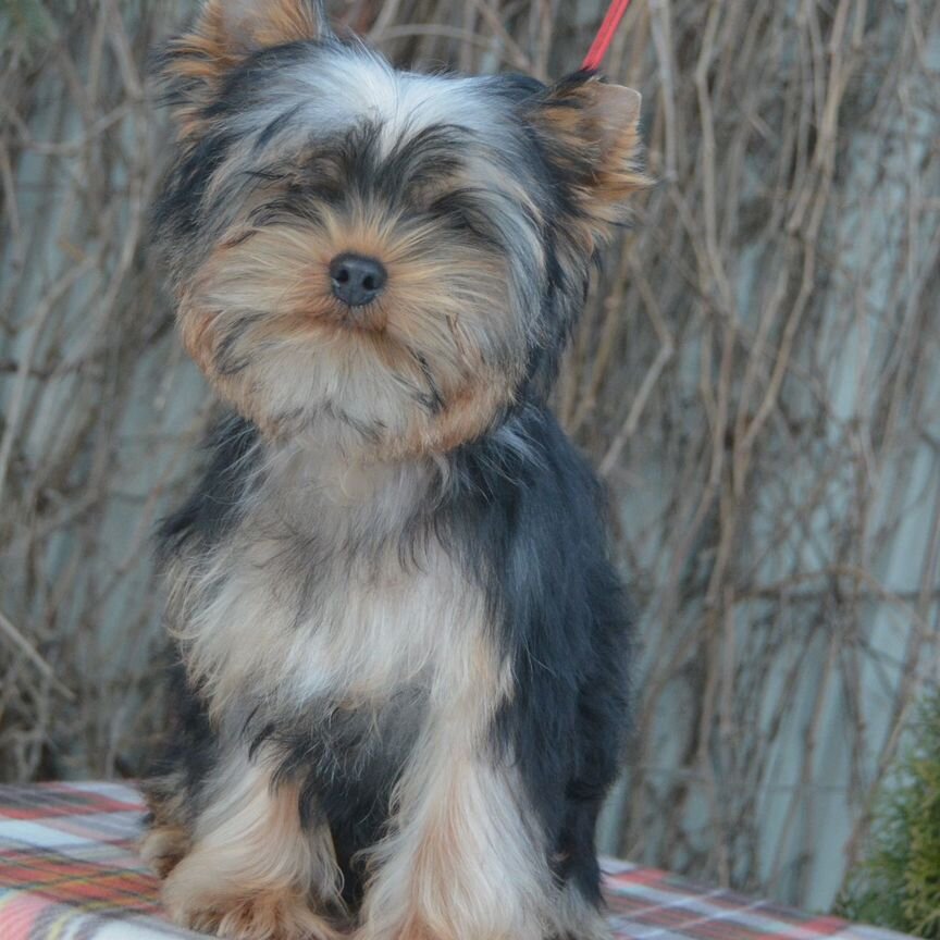 Девочка Йоркширского терьера