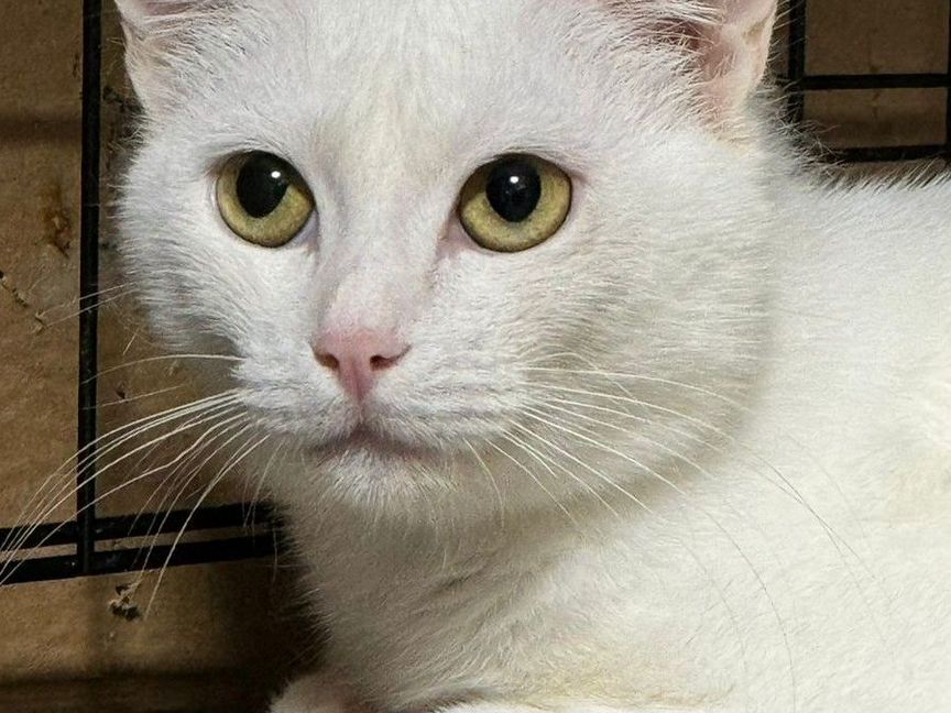 Турецкая ангора