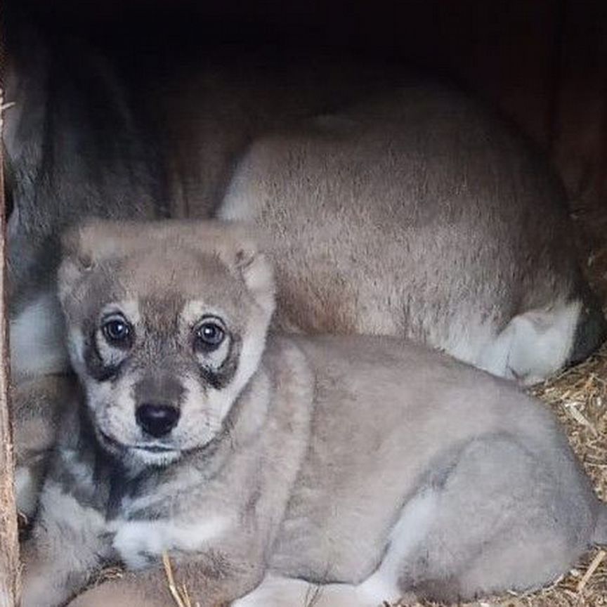 Среднеазиатская овчарка, щенок