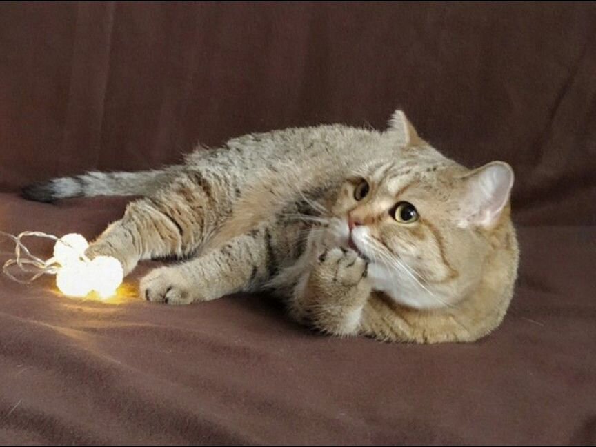 Мурзилка ищет мам пап