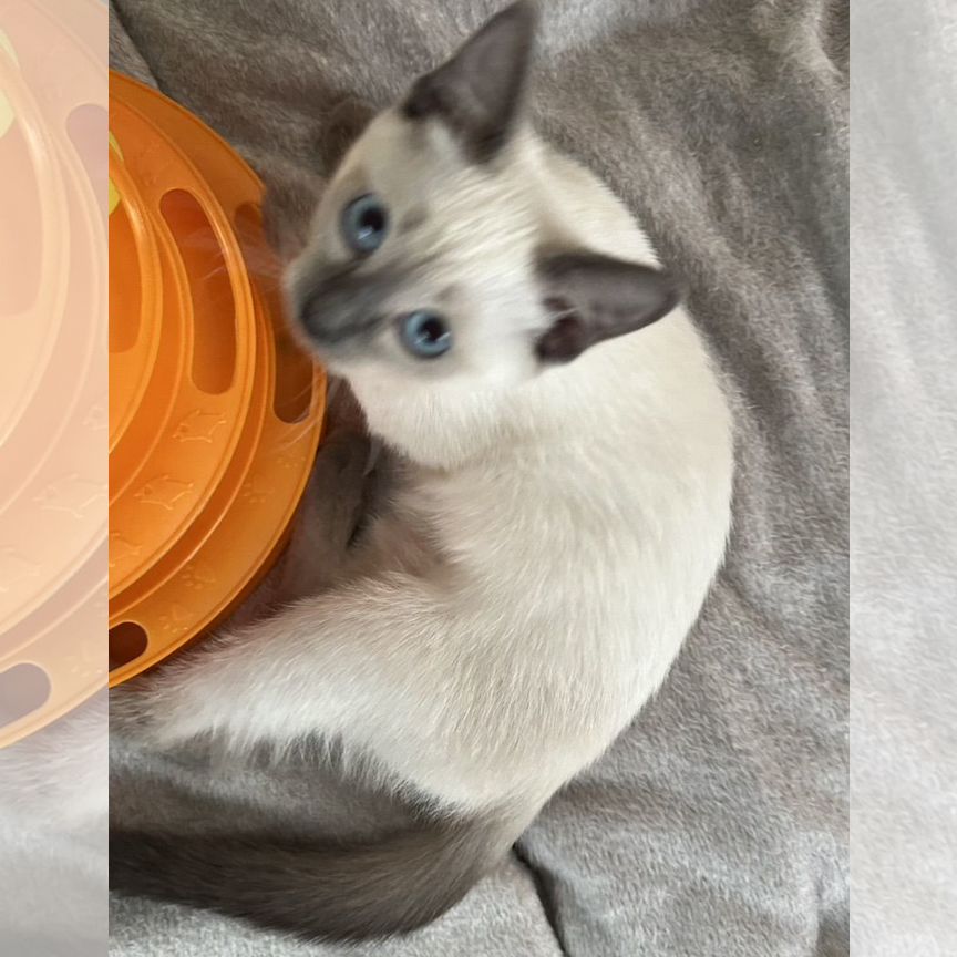 Тайские котята