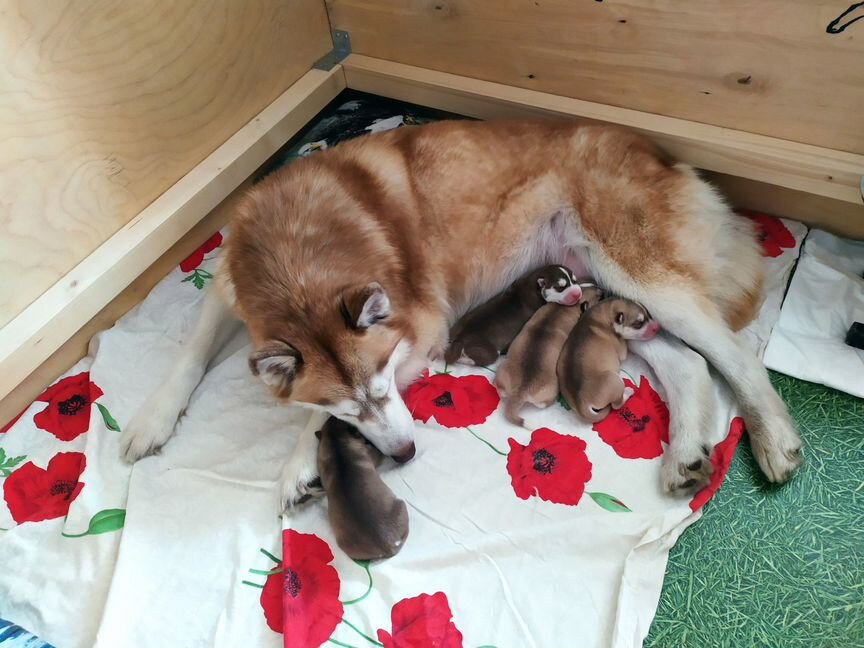 Бронь Чистокровные Щенки Сибирский Хаски