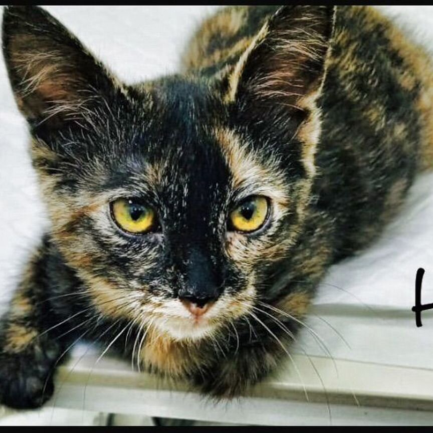 Никс - очень необычная кошка