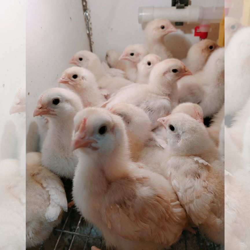 Цыпленок (Мини-мясная порода)