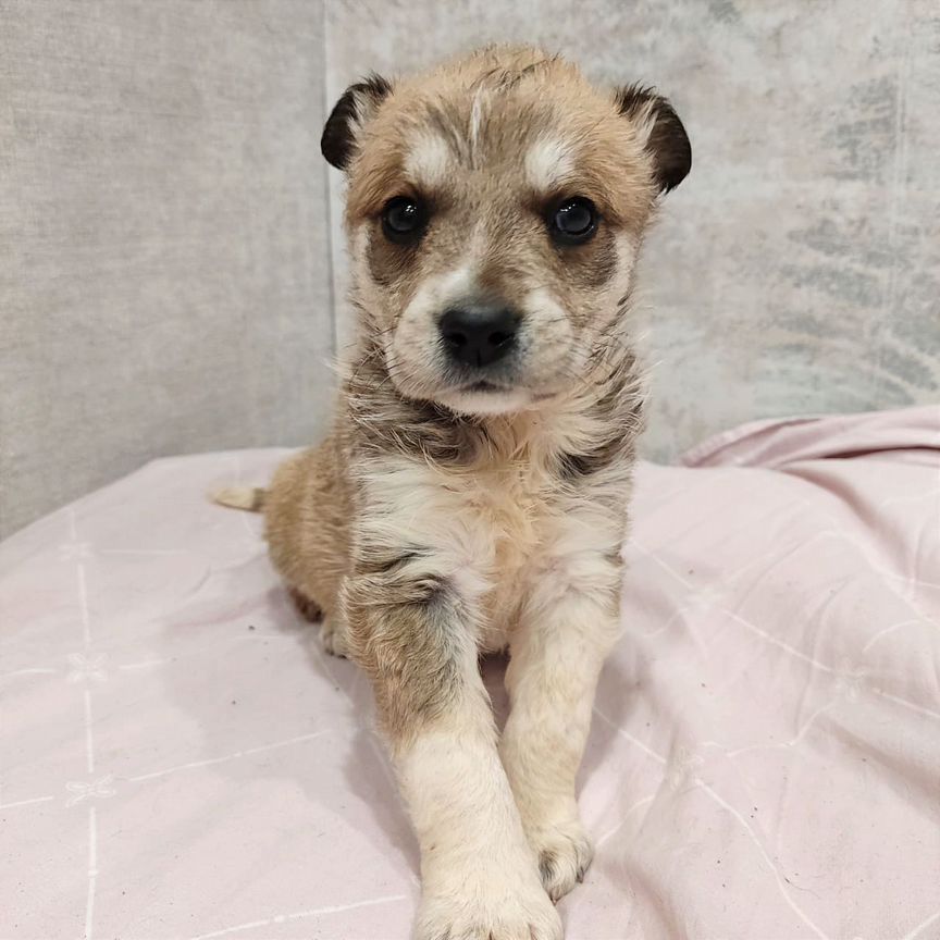 Отдам щенка