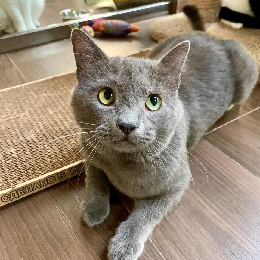 Брутальный кот Лаврик в поисках своего человека