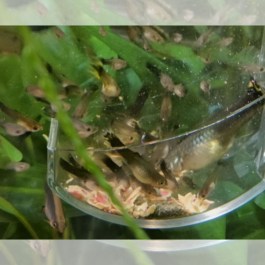 Гуппи 20 шт (жен.)