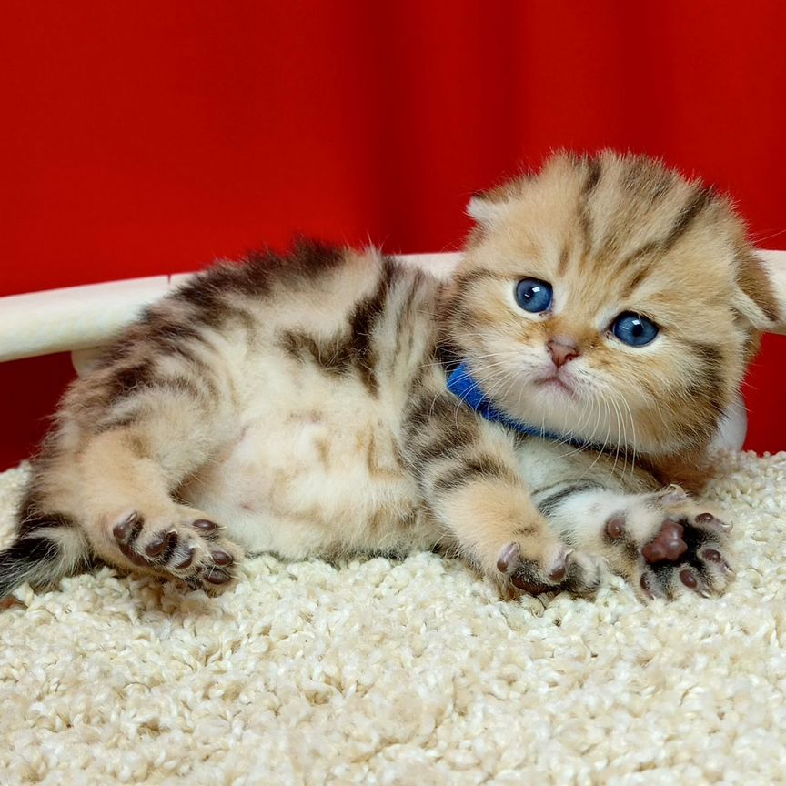 Шотландский вислоухий короткошёрстный котёнок