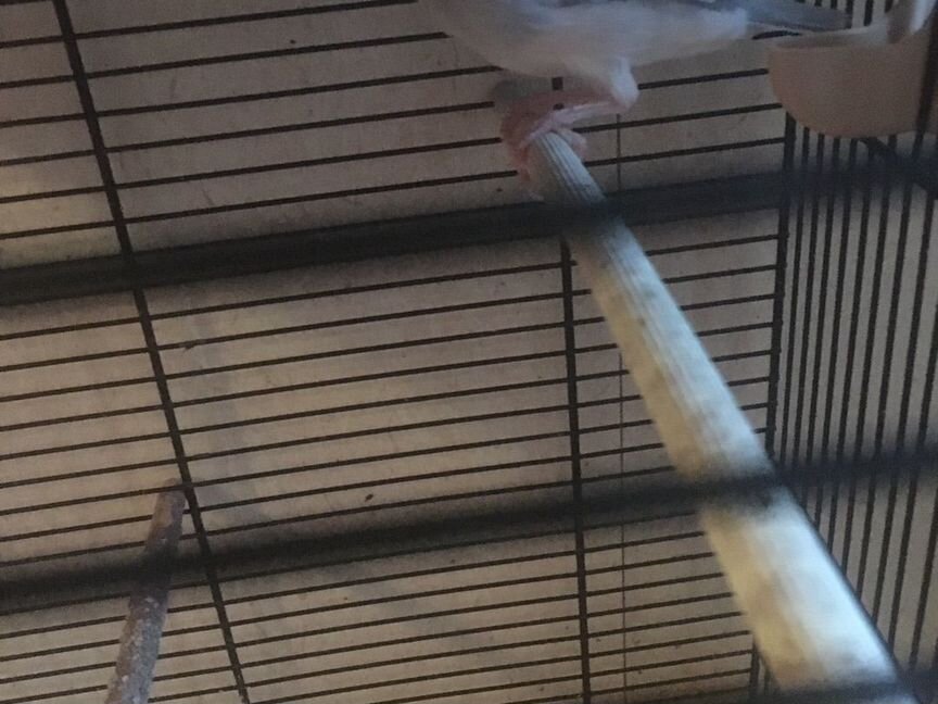 Амадин рисовый