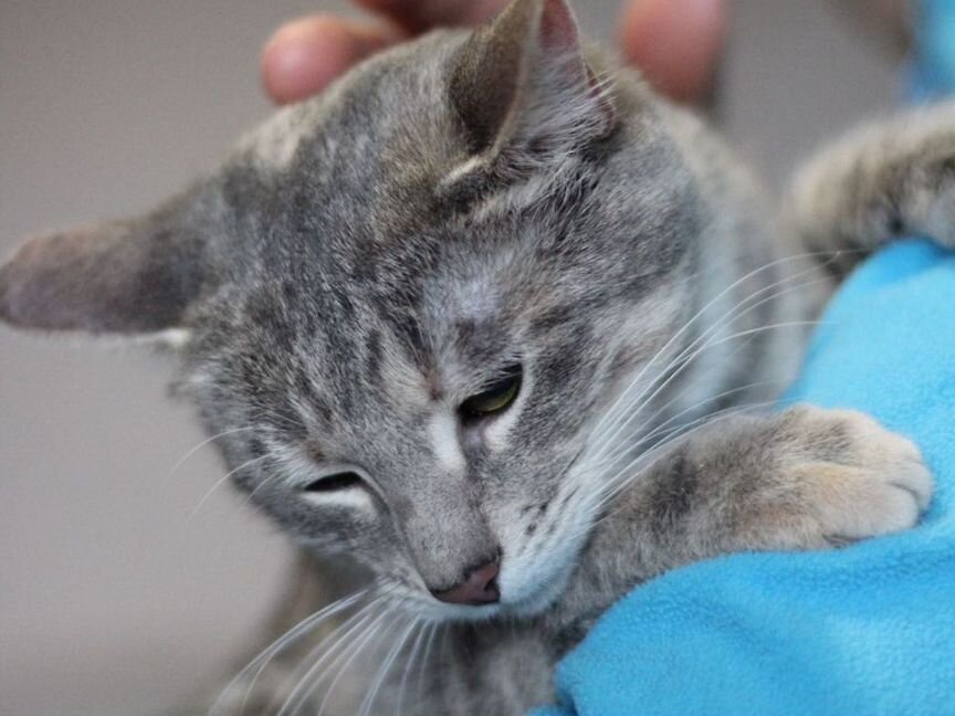 Котик Данька и кошечка Ксанка (10 мес)