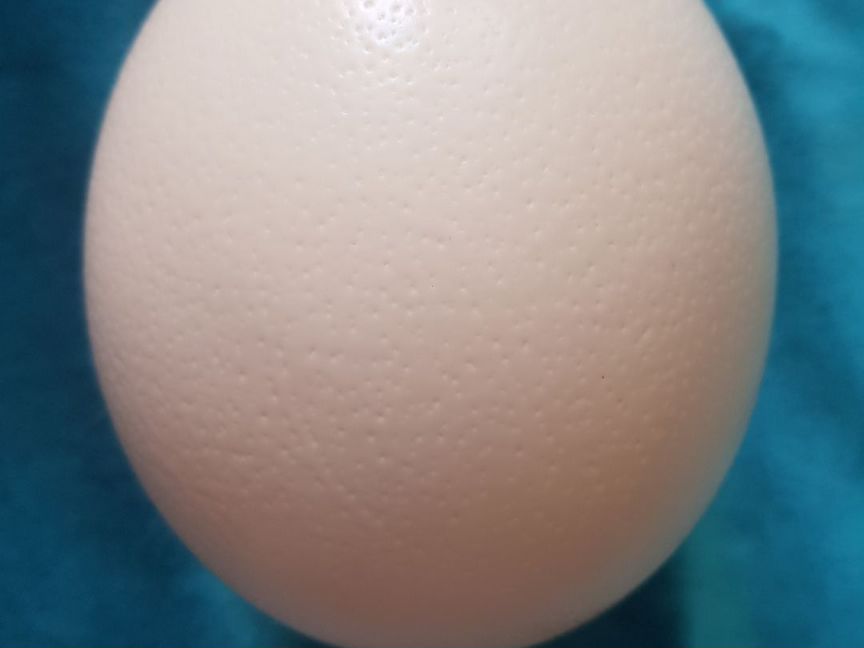Скорлупа страусиного яйца