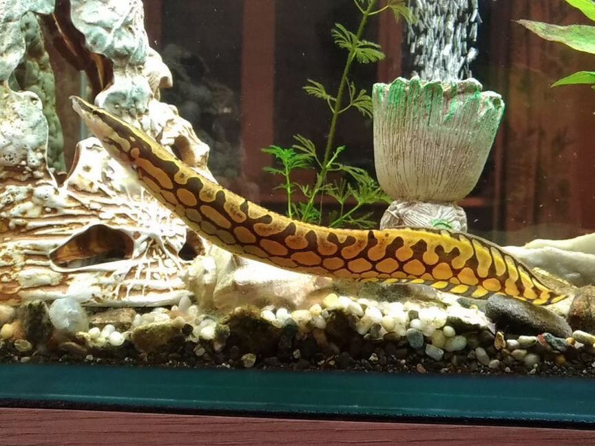 Игорь. Макрогнатус кофейный