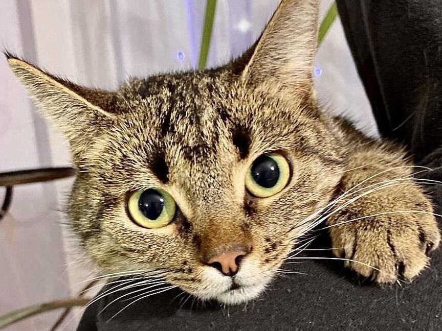 Нежная кошечка Эля (стерилизована) ищет дом