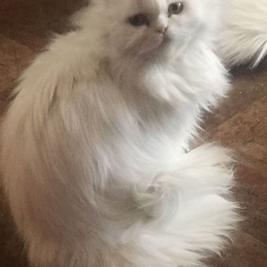 Персидская