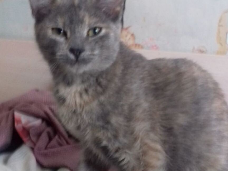 Кошечка Ситти