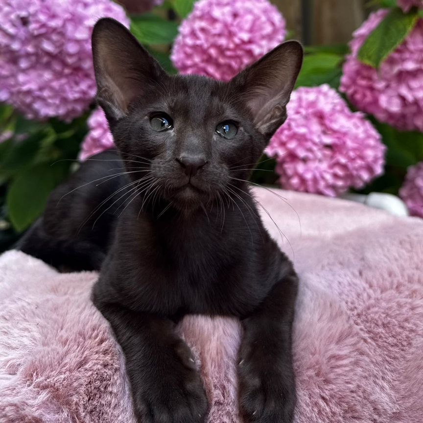 Ориентальные котята