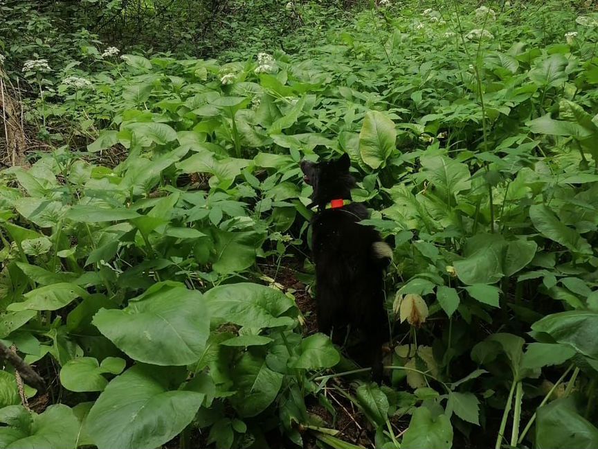 Продам лайку