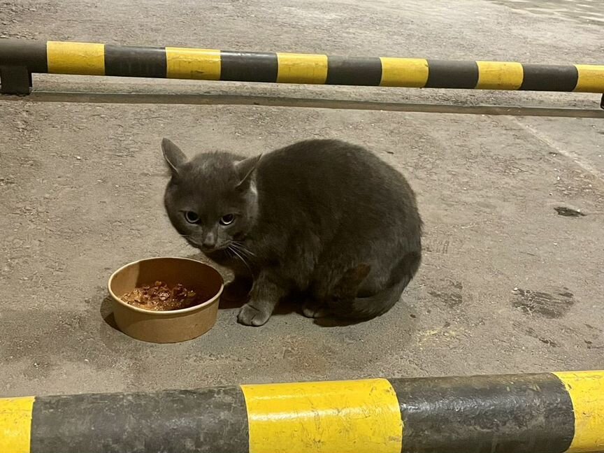 Ищем дом малышу. мерзнет