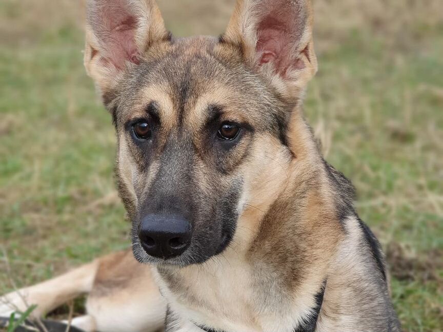 Метис овчарка