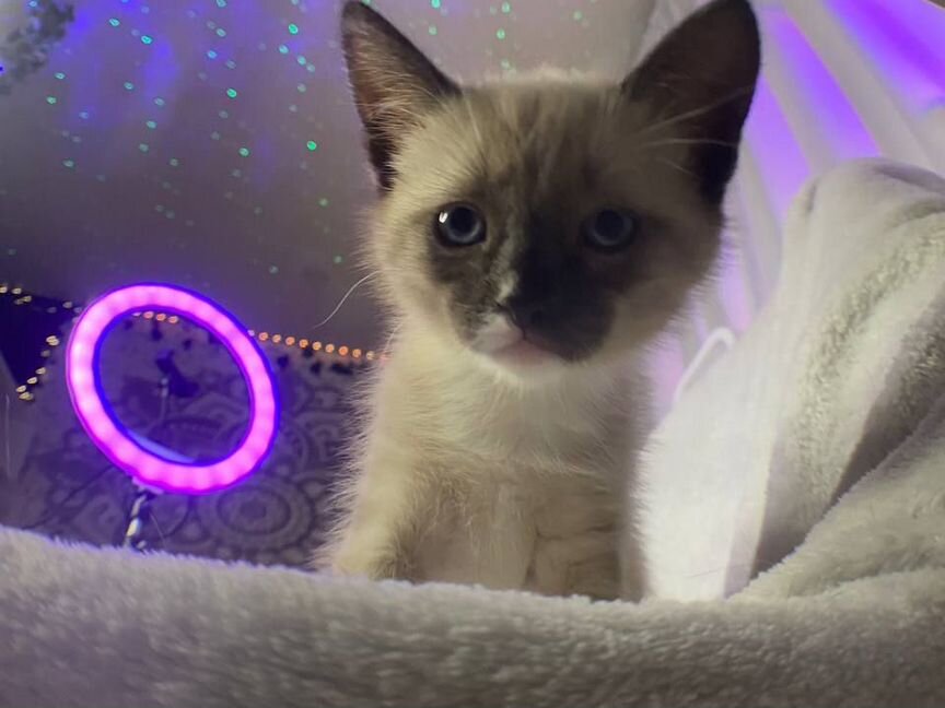 Котята. Киса. Китинька