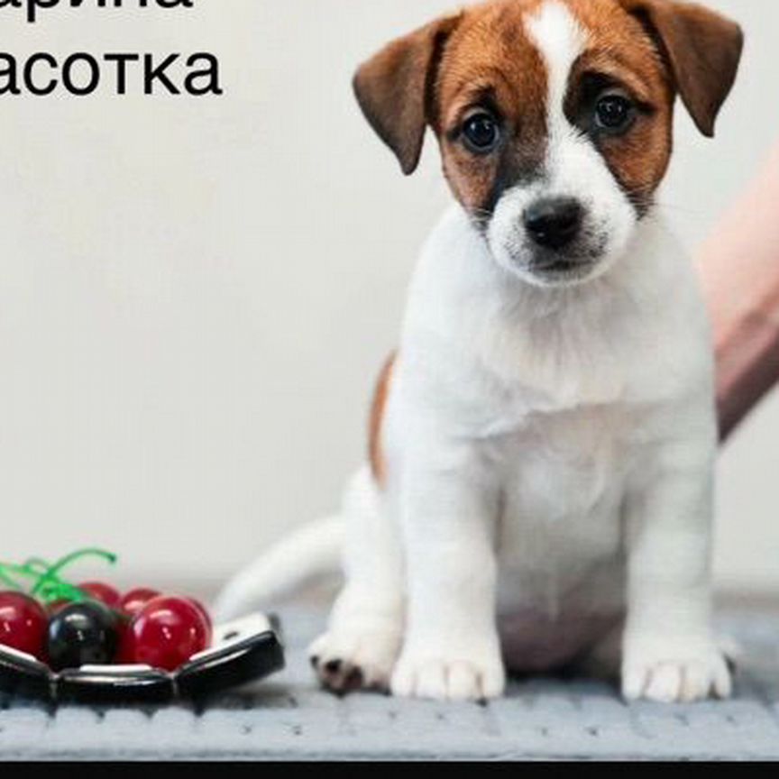 Щенки джек рассел терьер