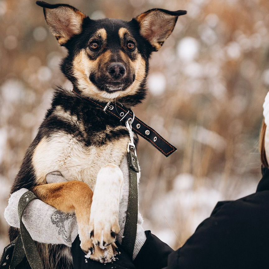 Щенок в добрые руки