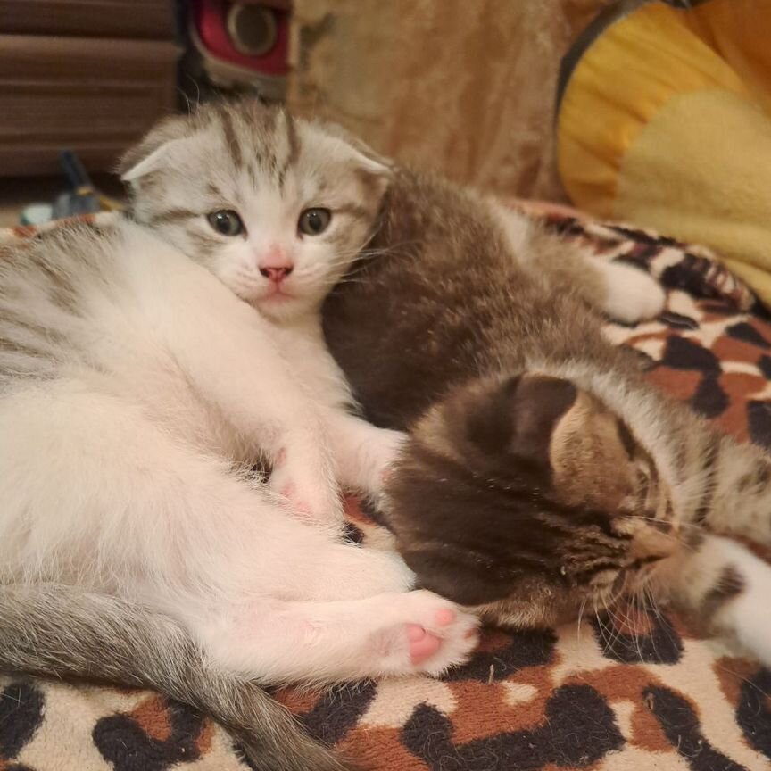 Шотландские вислоухие котята