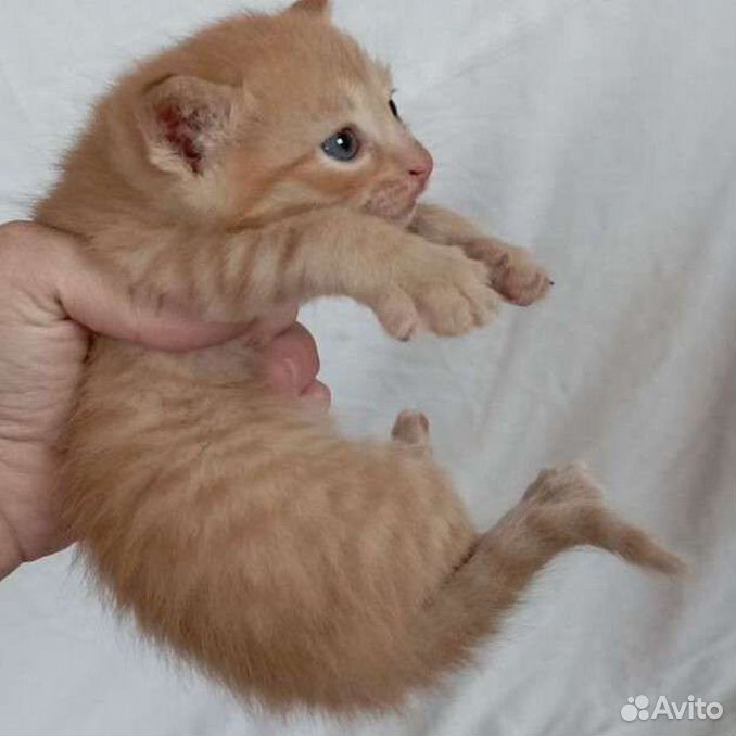 Котенок девочка бежево-рыжий