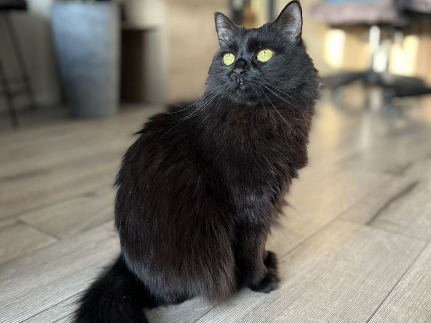 Кошка