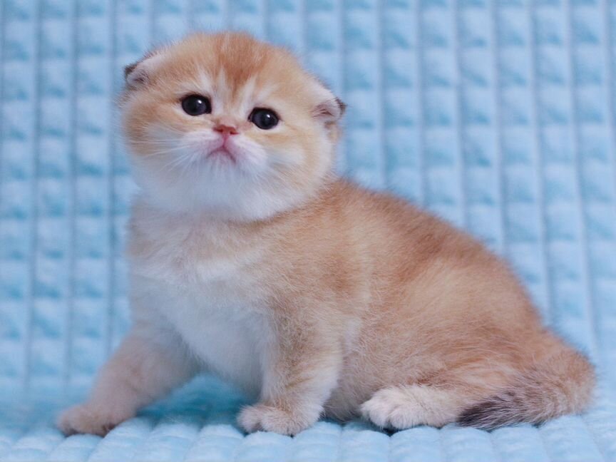 Сладкая булочка и плюшевая вкусняшка