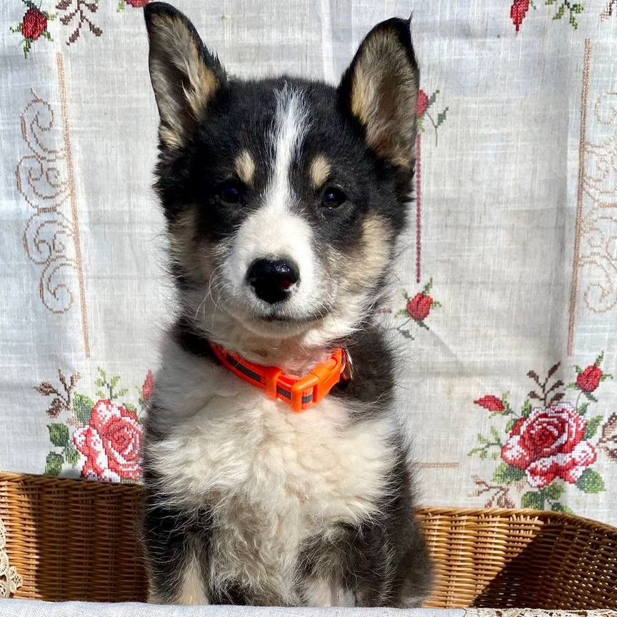 Щенок в добрые руки