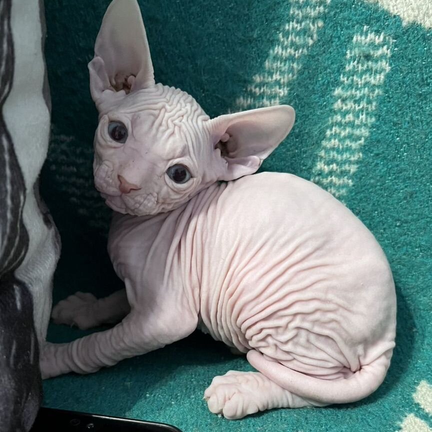 Канадский сфинкс котёнок