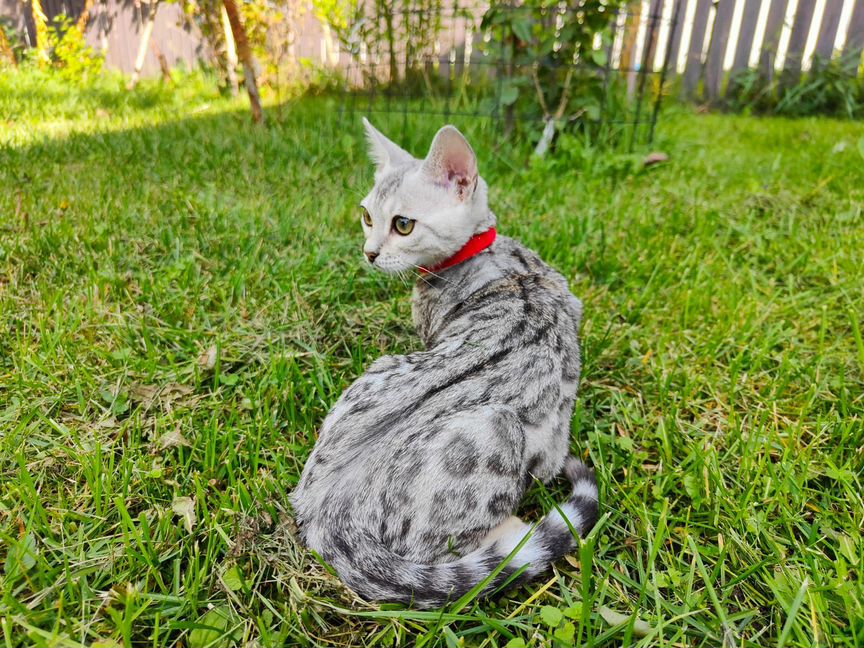 Шикарная бенгальская кошечка