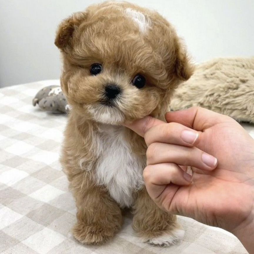 Мальтипу, щенок