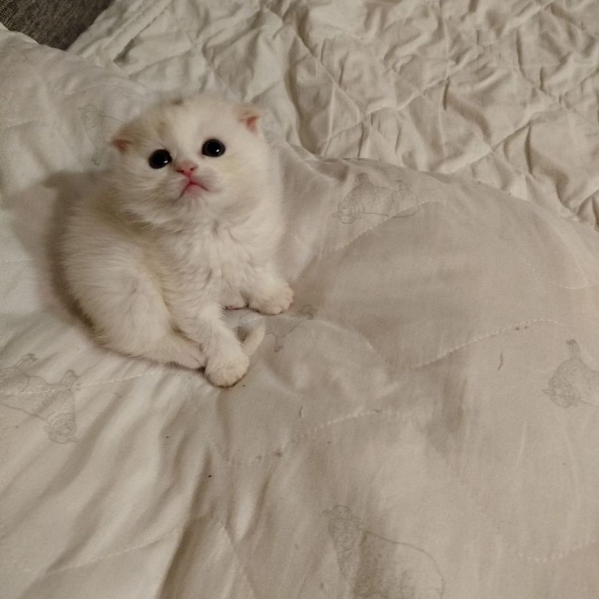 Продам котенка шотланского