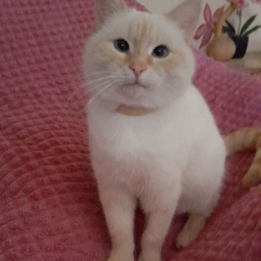 Мэджику нужен дом