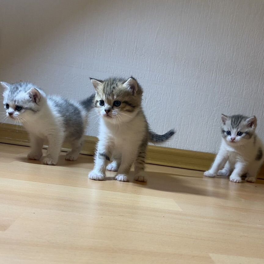 Шотландские котята