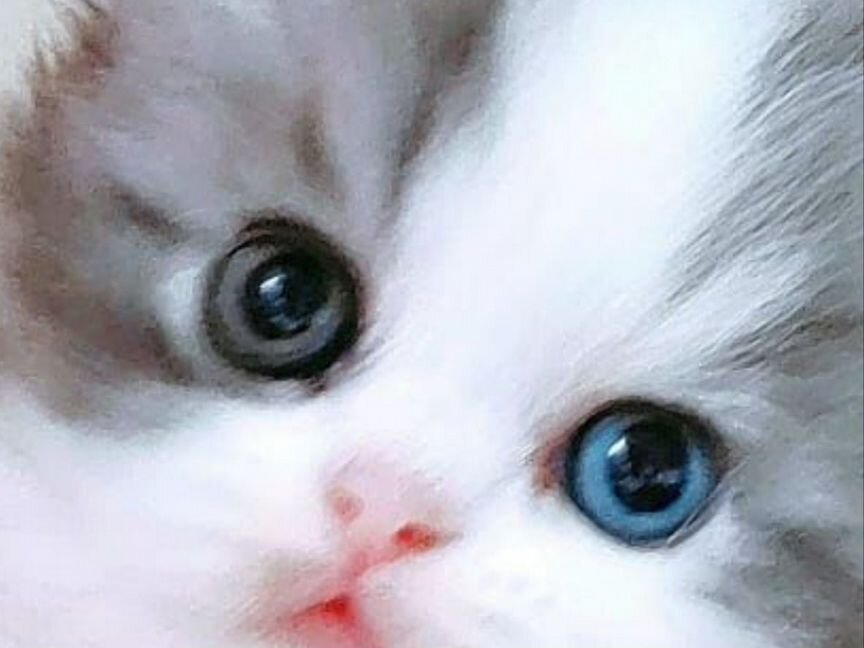 Разноглазое чудо