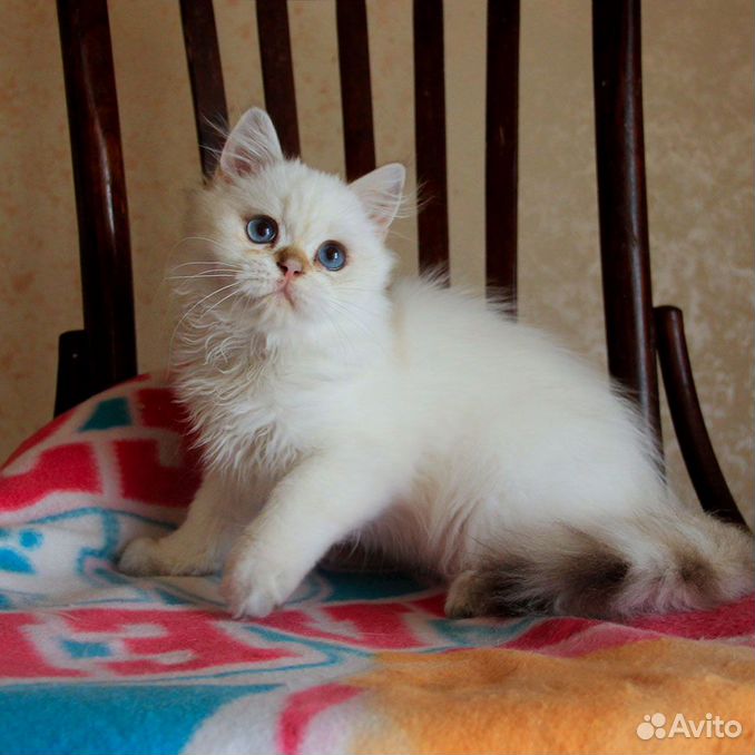 Котик золотой колорпойнт