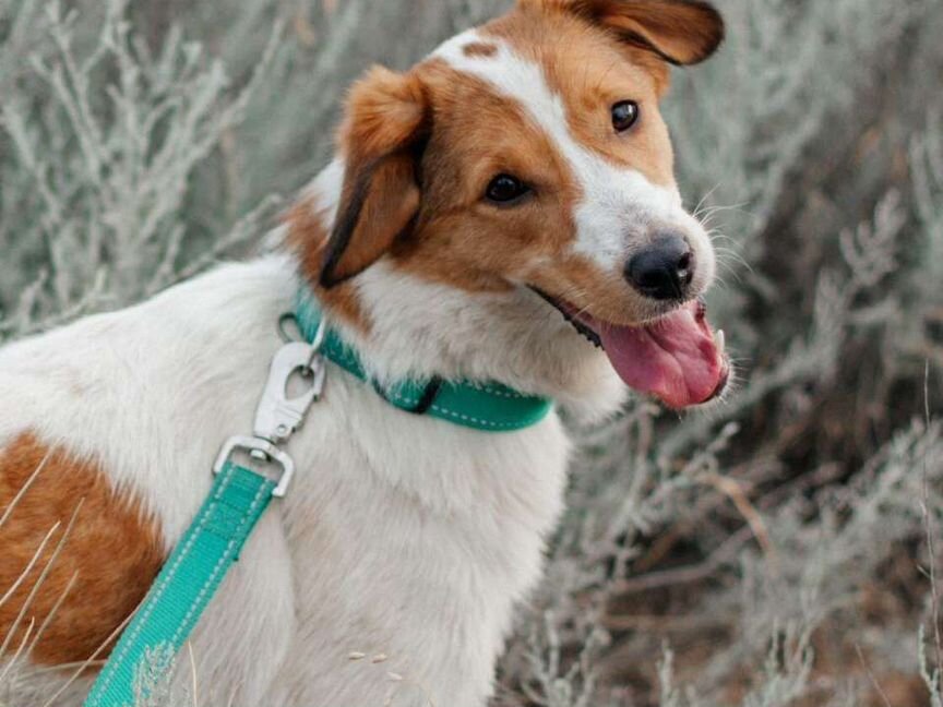 Собака Молли 1.5 года