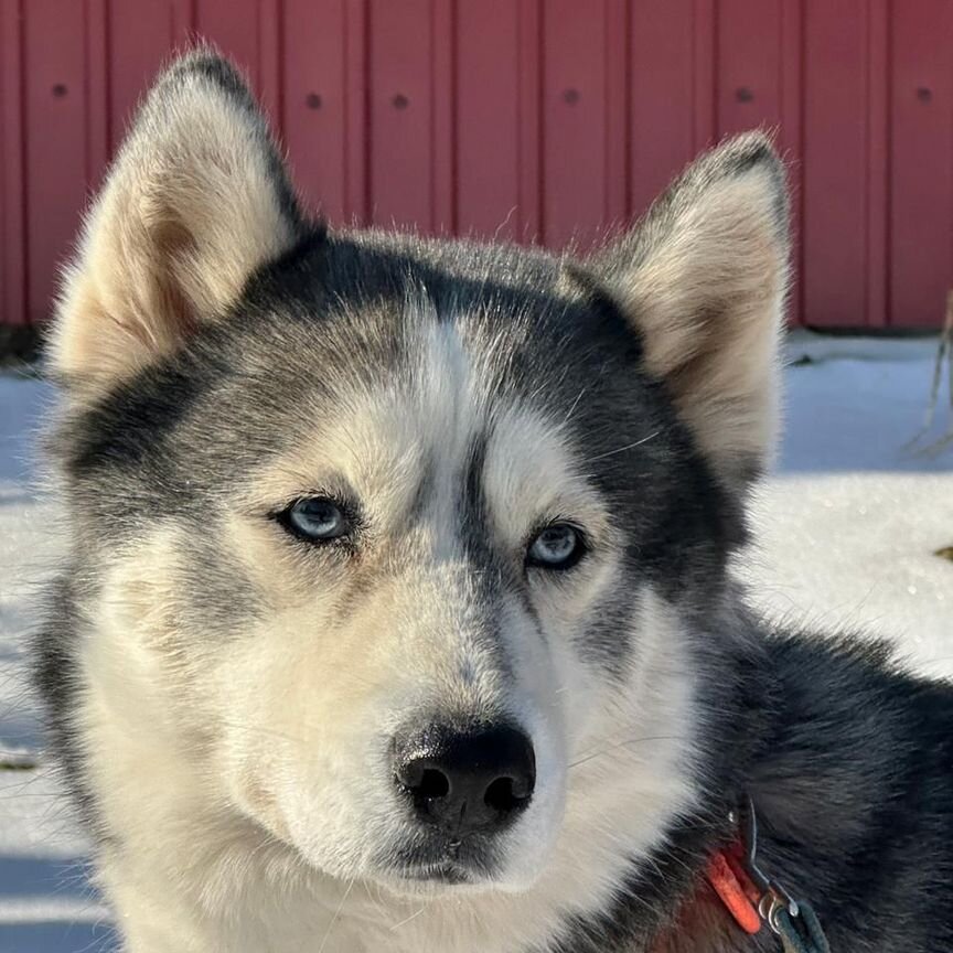 Сибирский хаски