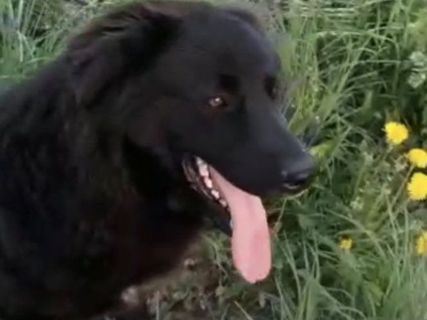 Собаки бесплатно в добрые руки