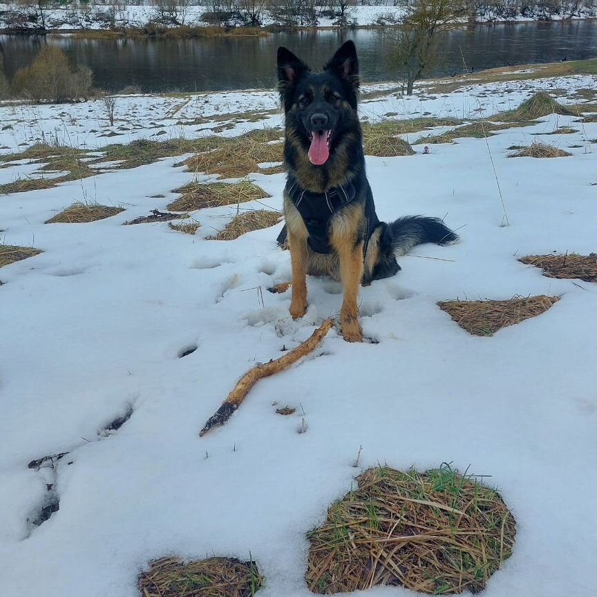Немецкая овчарка, взрослый пёс