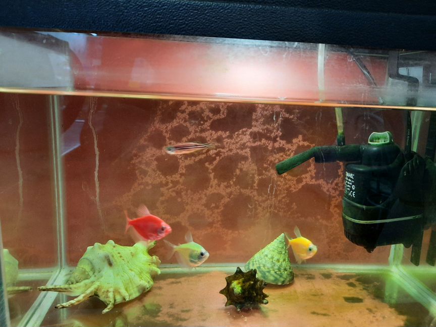 Аквариумные рыбки