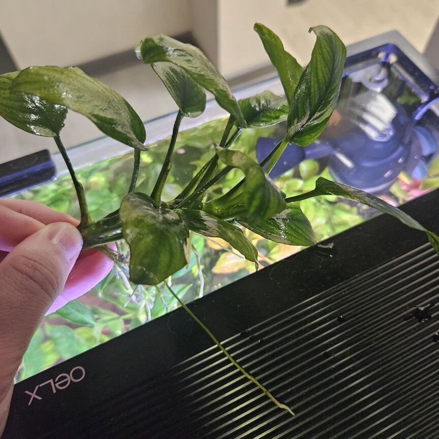 Аквариумное растение Анубиас