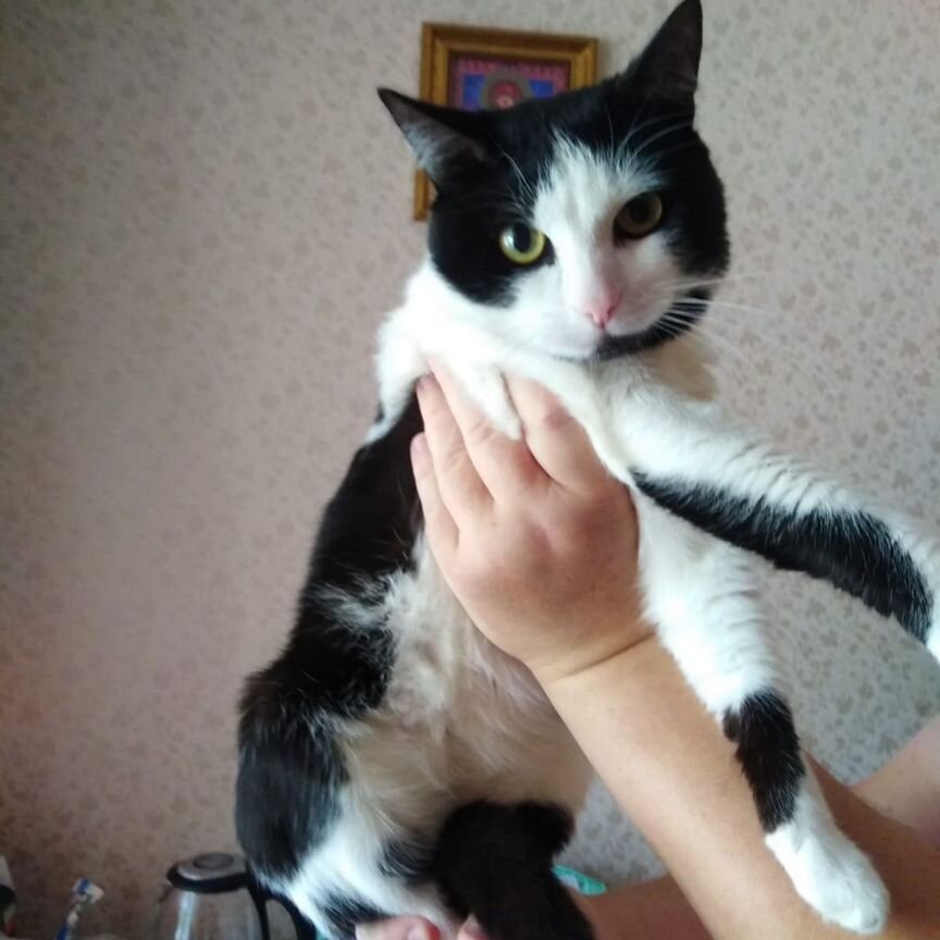 Доверчивый кот Масяня ищет семью