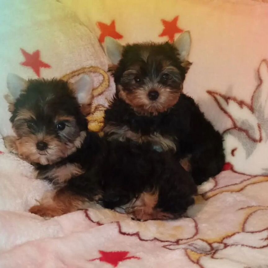 Йоркширский терьер, щенок