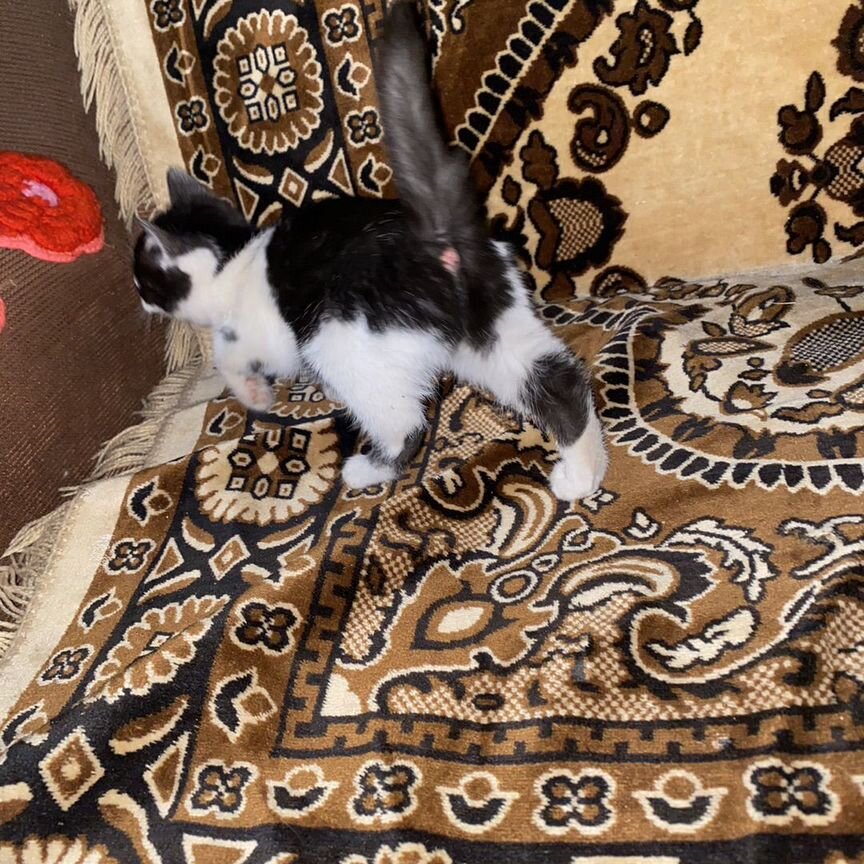 Котята в добрые руки бесплатно