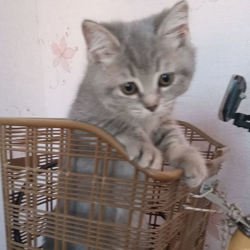 Британский длинношёрстный котёнок